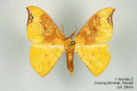 Papua Insects Foundation (Lepidoptera/Drepanidae/Drepaninae: Tridrepana ...